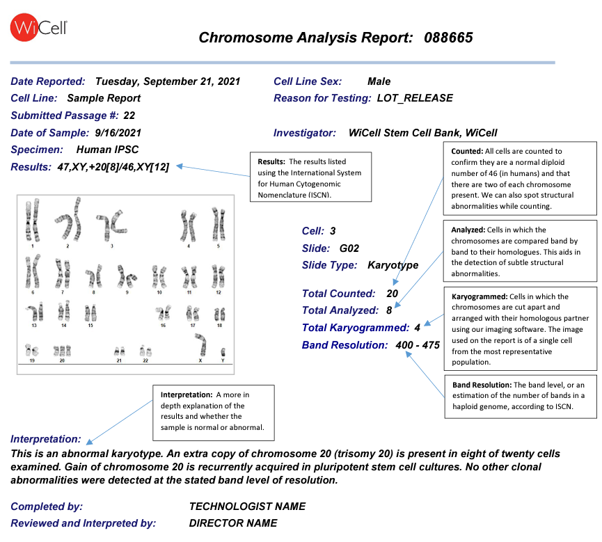 Interpreting your Karyotype Results » WiCell