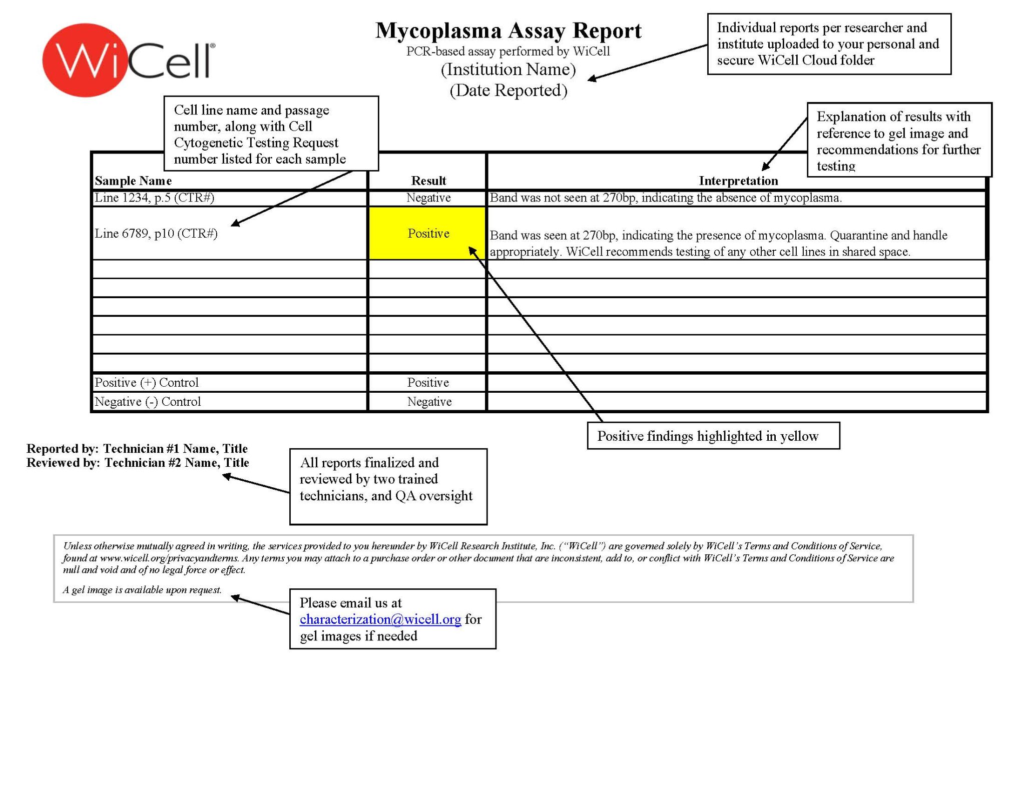 Interpreting Your Mycoplasma Results » WiCell