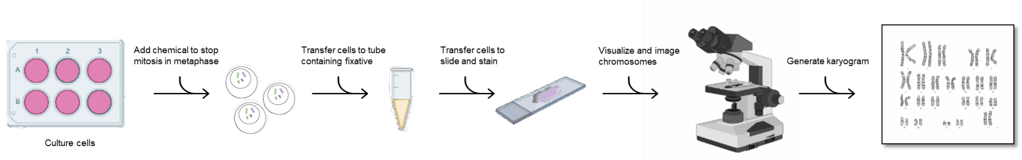 The Barcode of Genetic Health: Karyotyping in Stem Cell Cultures » WiCell
