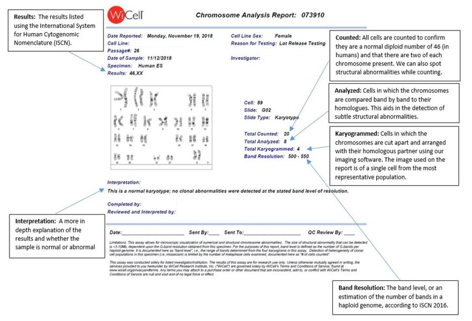 Interpreting your Karyotype Results - WiCell Interpreting your Karyotype Results - WiCell